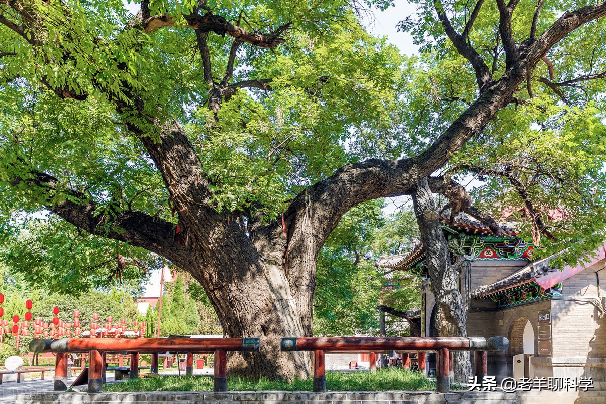 Crazy acacia: PK 3000-year-old Chinese acacia, can it come from behind ...