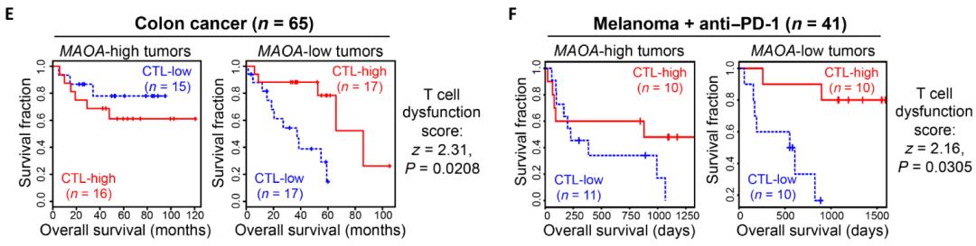 MOA inhibitor "partner" PD-1 antibody, greatly improving anti-tumor ...