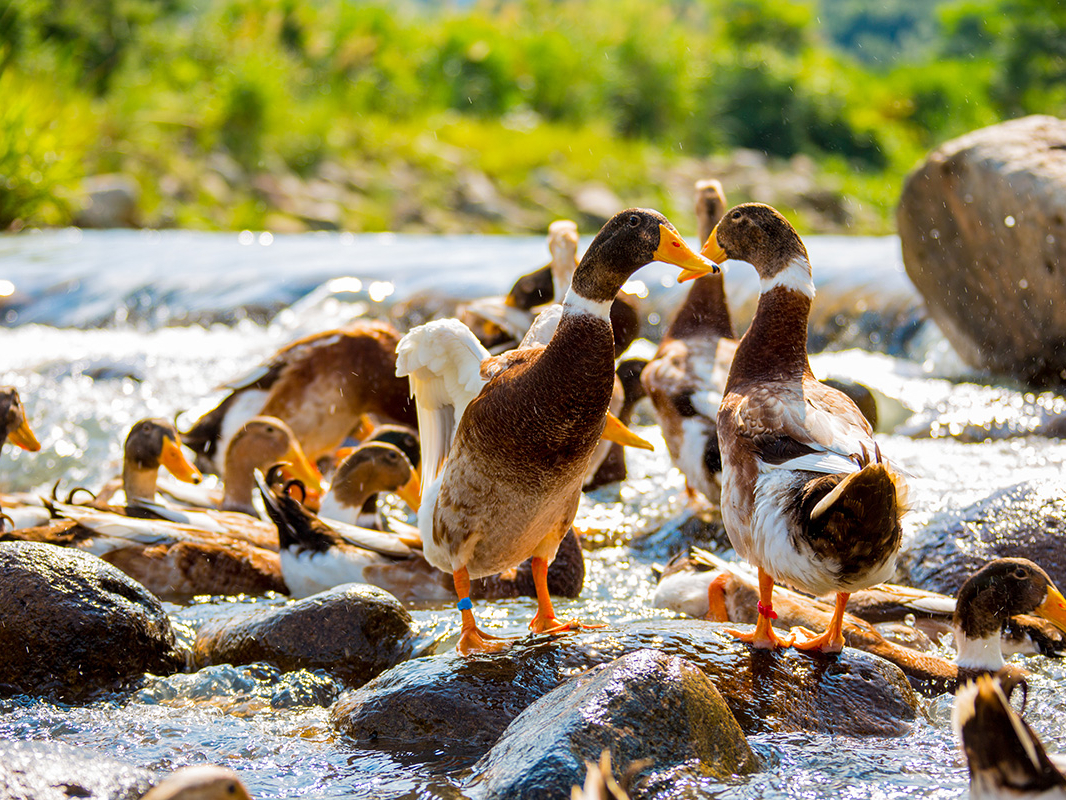 China's top ten famous ducks, after evaluation, these 10 places are ...