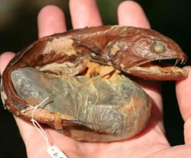 The terrifying devourer on the earth, with a strange appearance, can ...