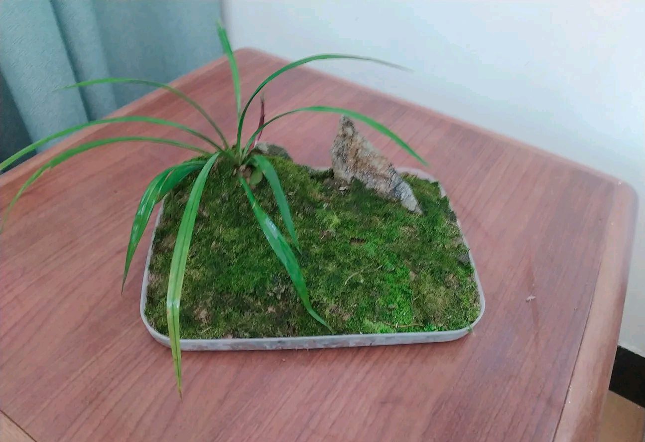 Broken vegetables, take the breast, cool and beautiful personality - iNEWS