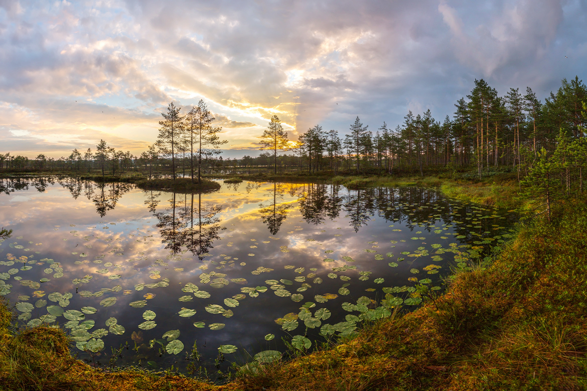 Russia's largest swamp, it turns out that there is such a beautiful ...