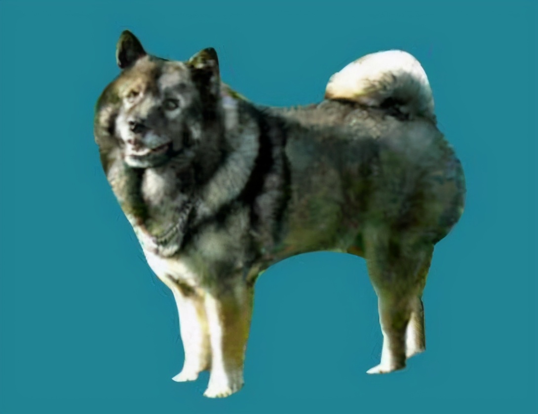 Dogs on the verge of extinction: these 6 types of dogs are almost out ...