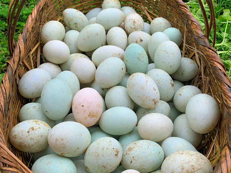 When buying duck eggs, there is a big difference between "white shell ...