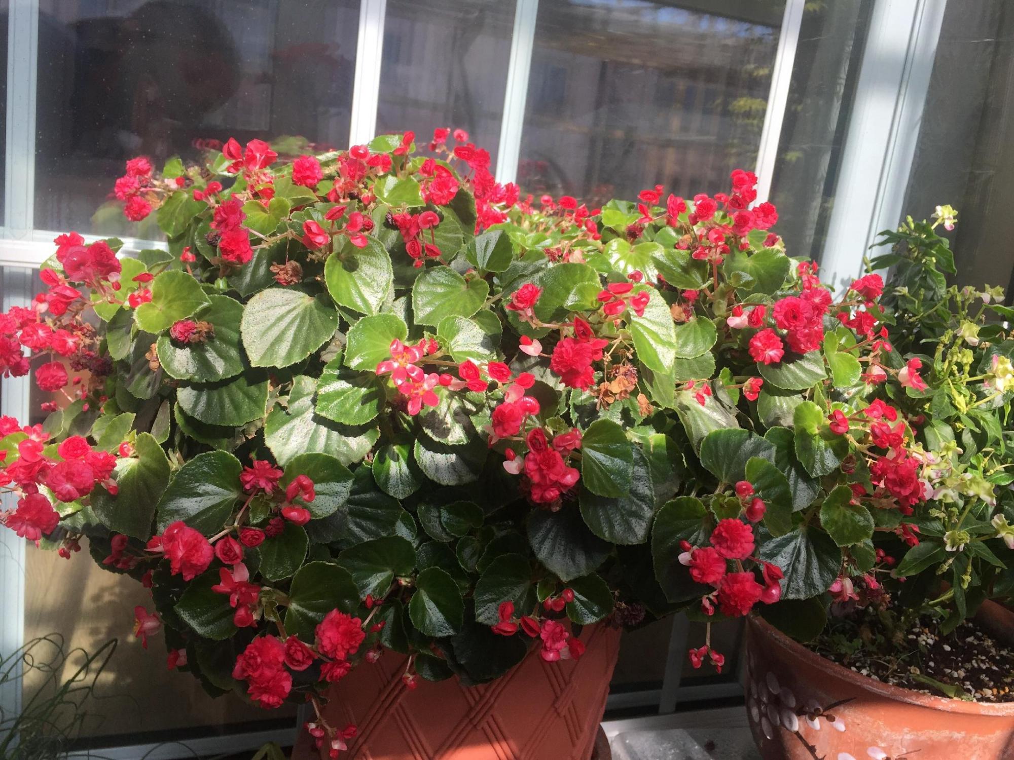 Tips for maintaining begonia flowers, familiar with habits, start with ...