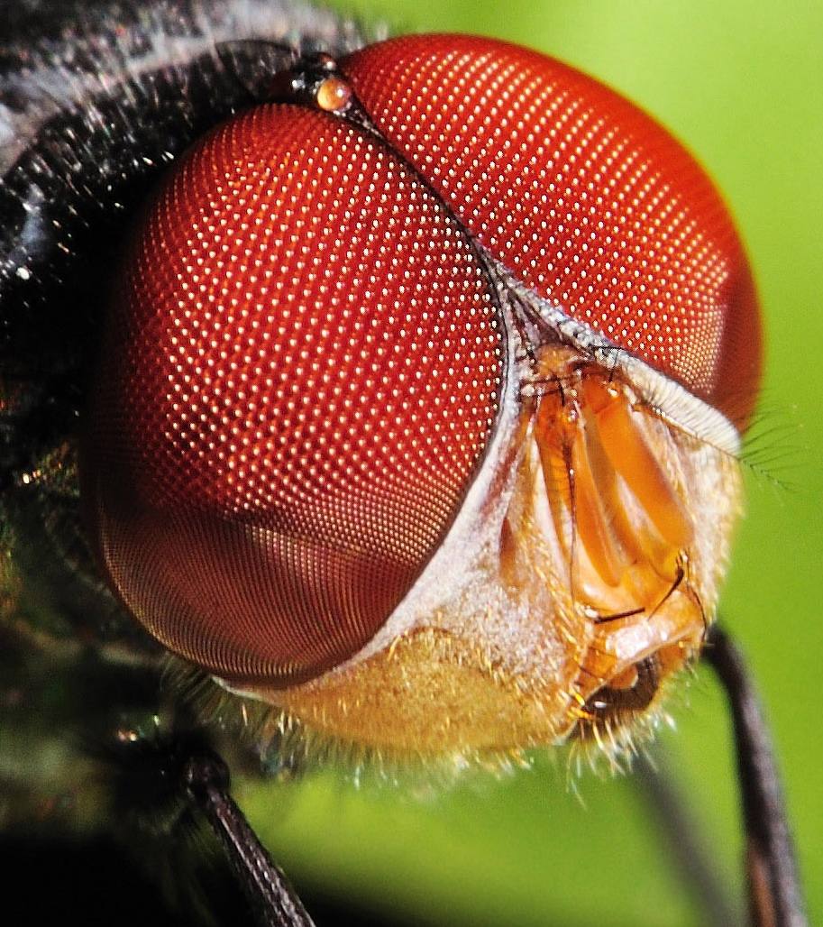 Twist your head off and play. Why can flies live without a head? - iNEWS