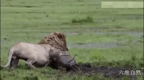 A male lion in Kenya spends hours digging a hole in the mud, just like ...