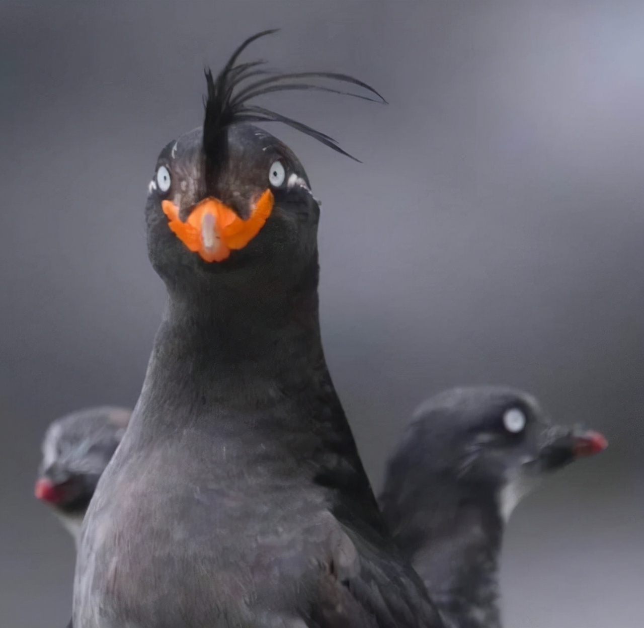 The chubby scent of orange, the bird with wise eyes: crested puffins ...
