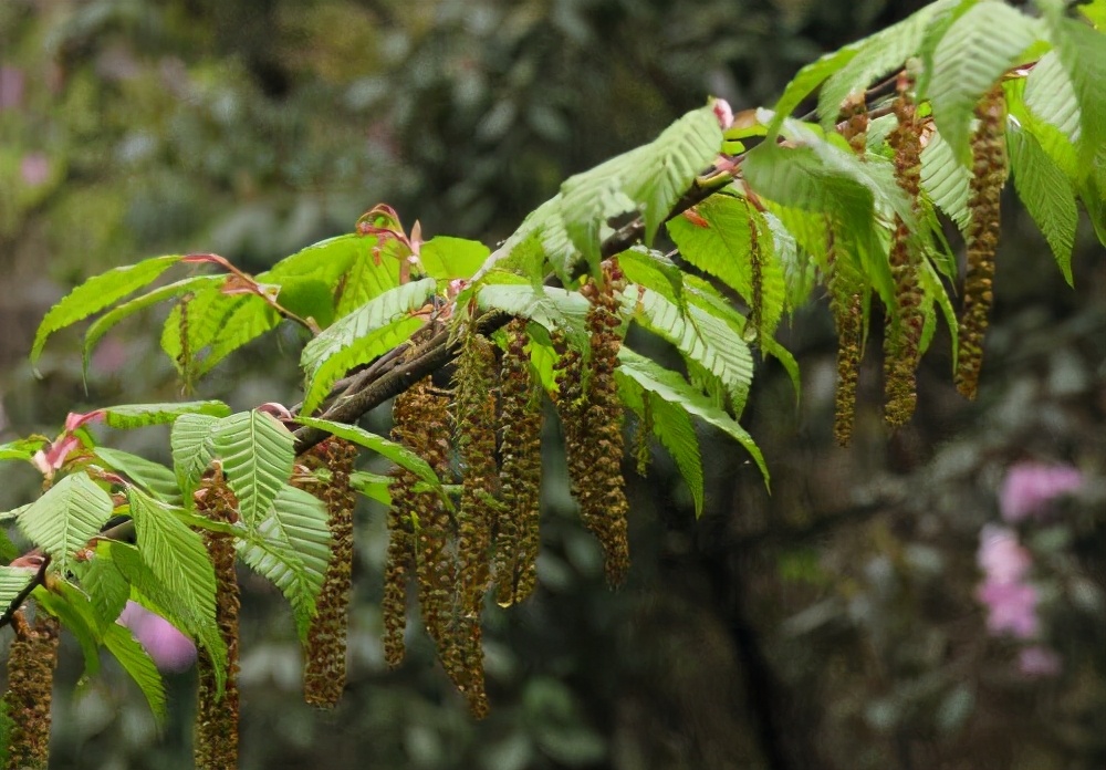 The lonely Earth's only son, Putuo Carpinus, was once a critically ...