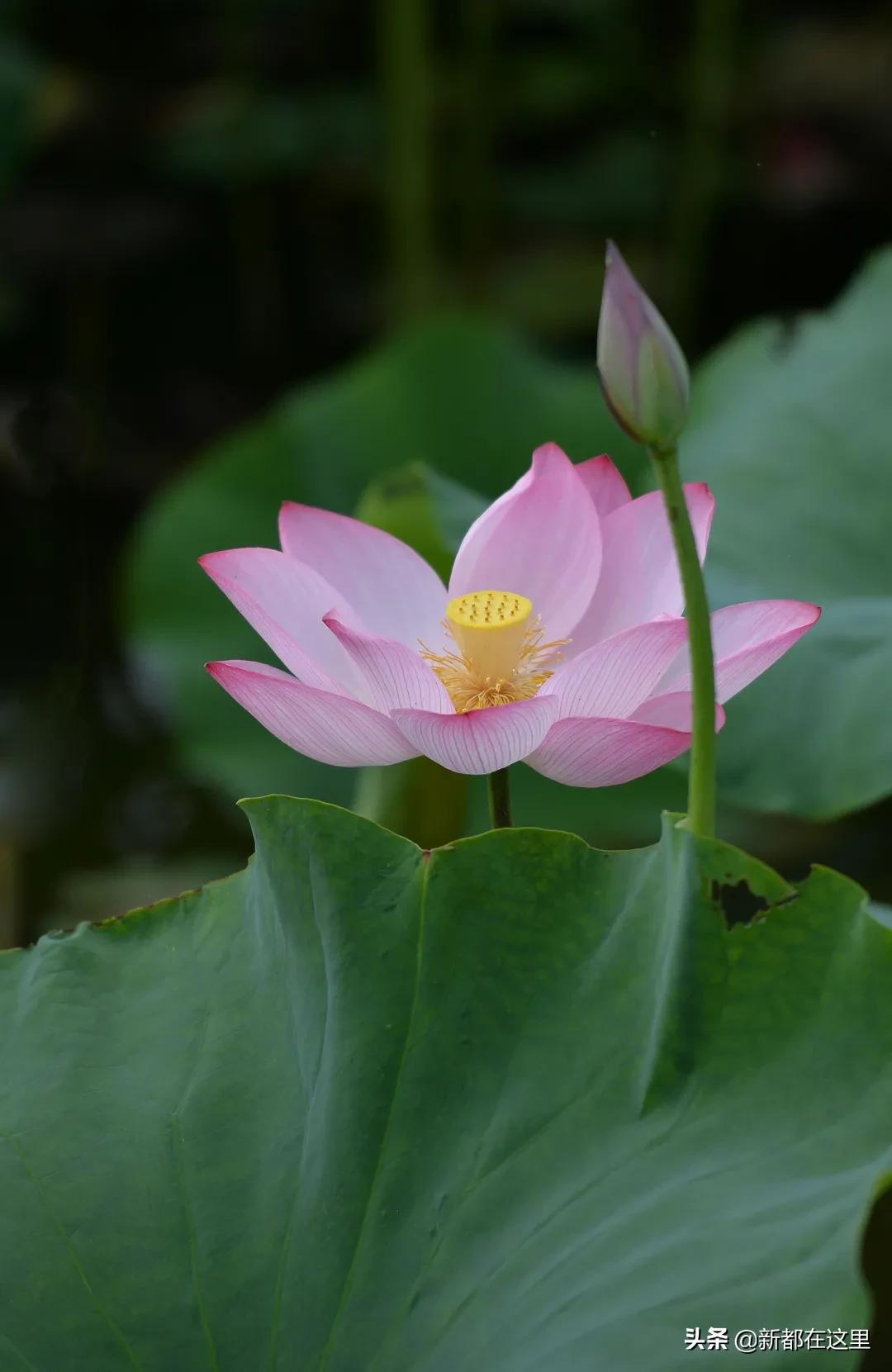 I heard that "Xia Yuhe" is beautiful? - iNEWS