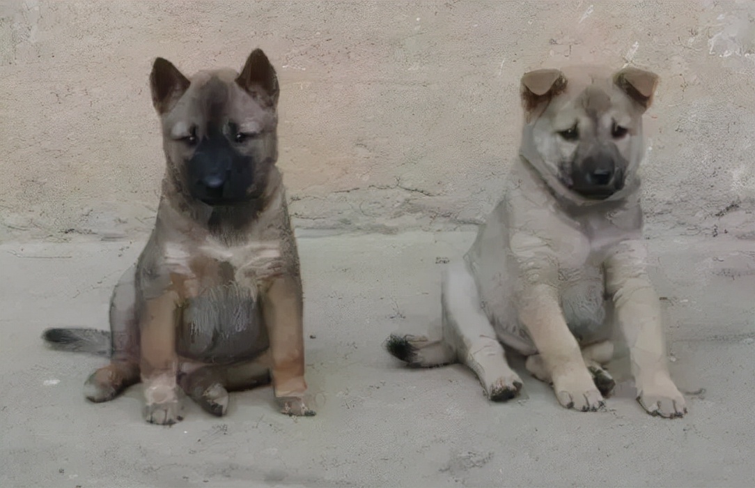 Do the native dogs become "conjoined" couples after mating?Forced to be ...