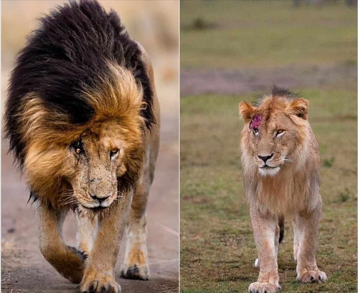 The captain of the disabled lion king, became famous in his childhood ...