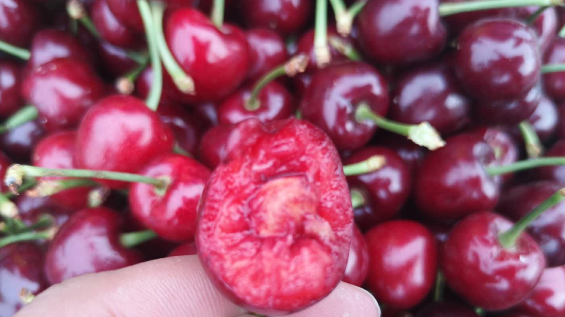 Cherries contain cyanide, cyanide is highly toxic, will I be poisoned ...