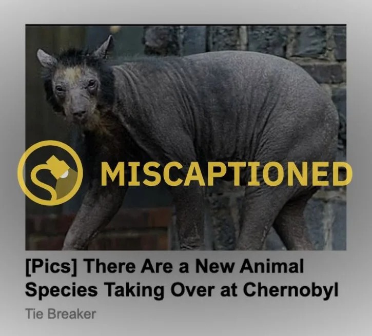 New species take over Chernobyl? The female bear is sick with bare skin ...