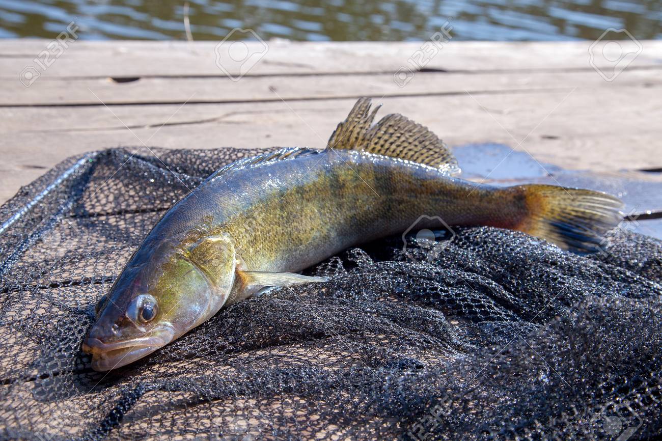 European pike perch flowed into China, and the Soviet Union's "hot ...