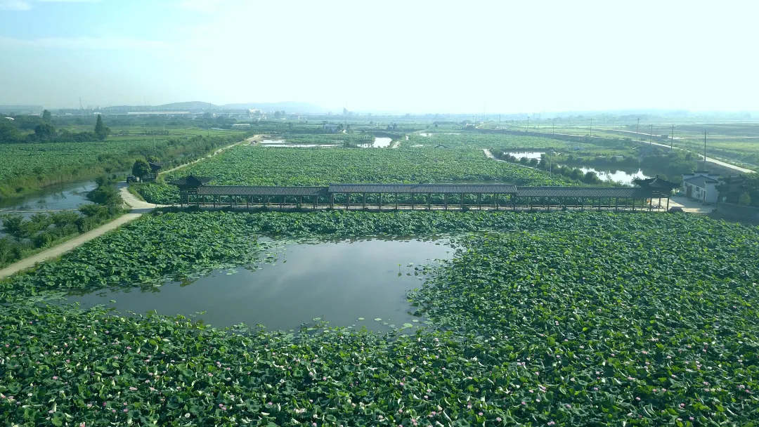 2021 Nanjing Lishui Shiqiu First Lotus Culture Festival Meet you on ...