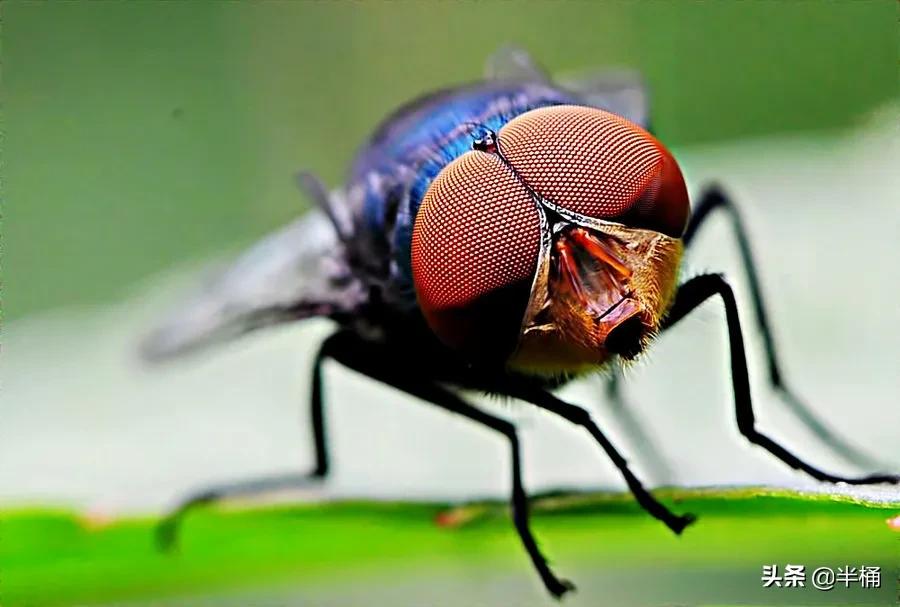Why would a fly twist its head off to play?How long can headless flies ...