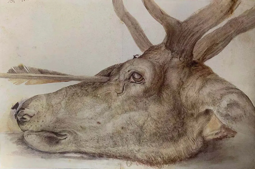 Master Classic Animals (3) Albrecht Durer - iNEWS