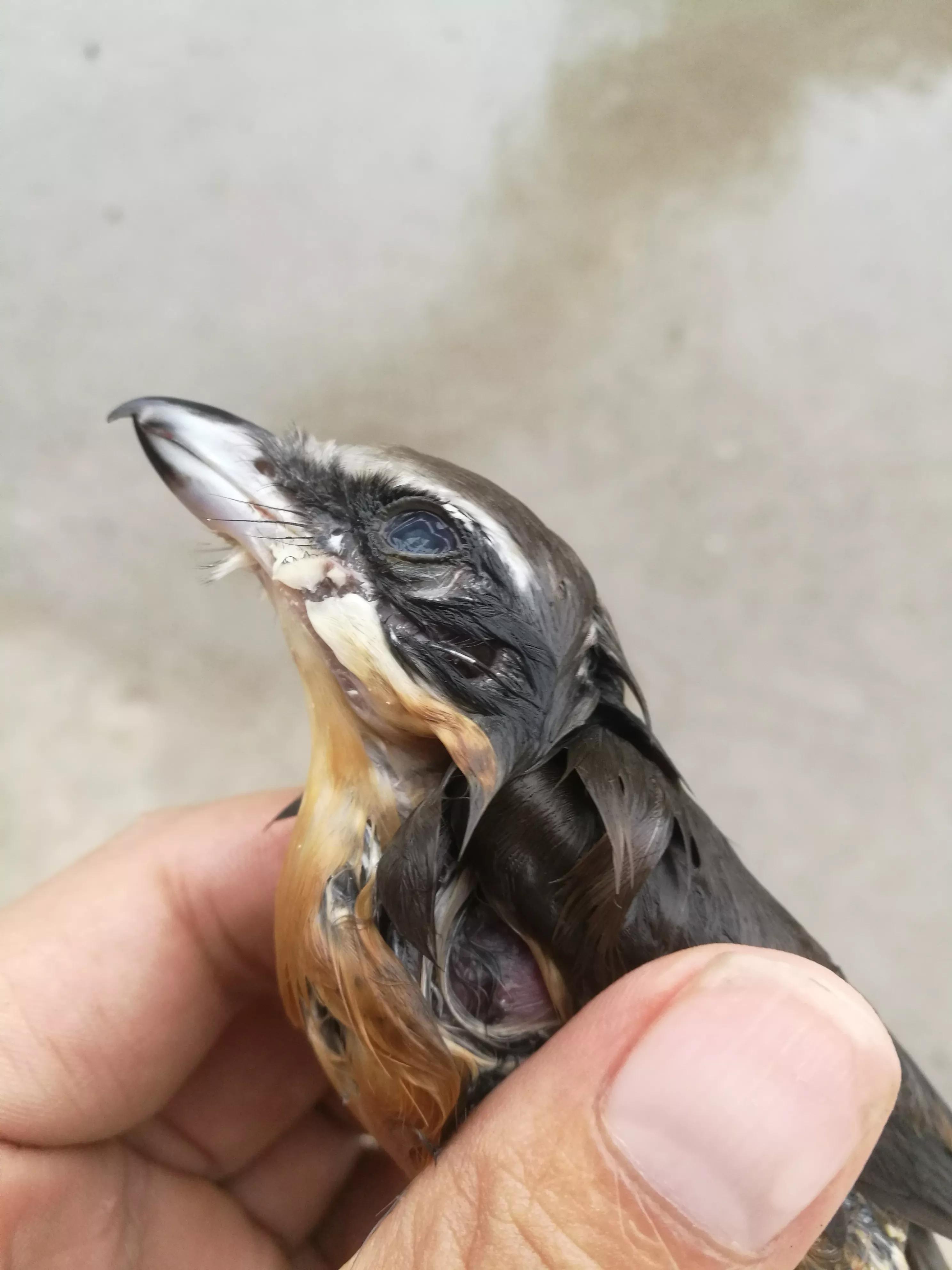 A beautiful bird drowned in the sauce tank, with an eagle beak ...