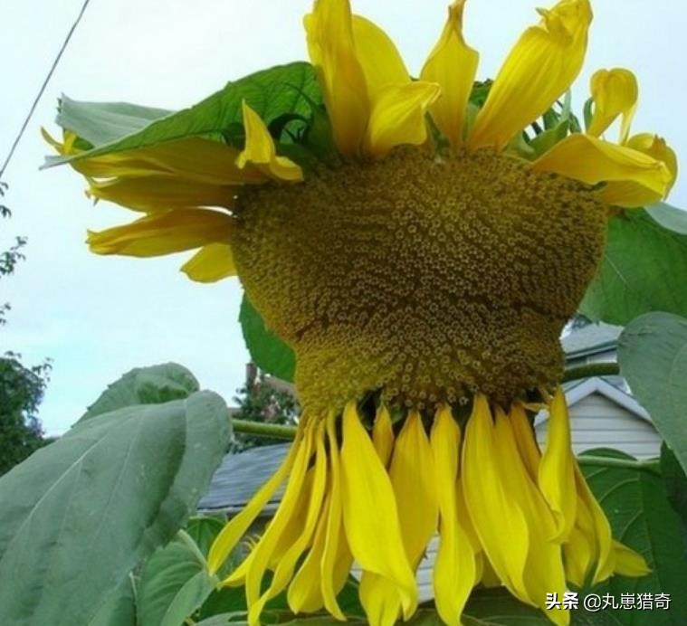 The weird beauty is shocking!Ten years after the Fukushima nuclear ...