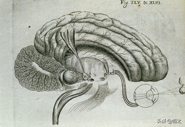 Descartes, body and mind interact through the pineal gland - iNEWS