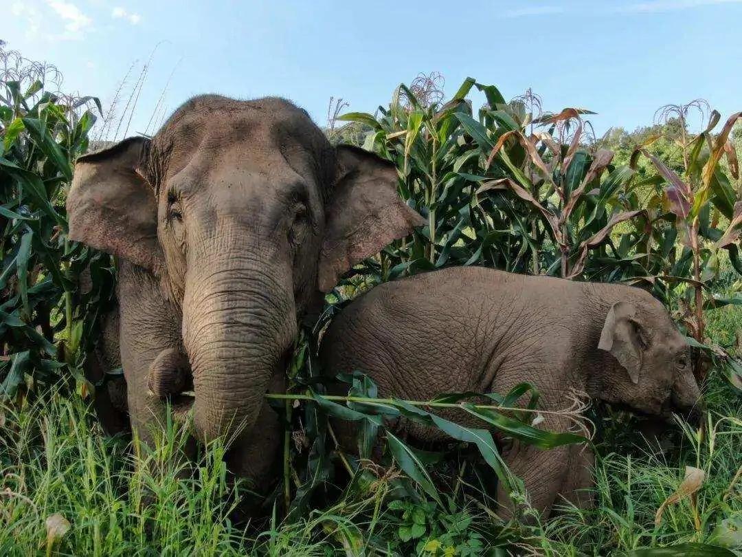 15 Asian elephants in Yunnan have differences in their northward ...