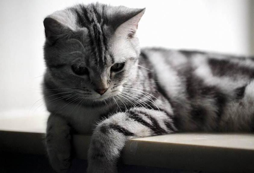 Why are there so few people raising "beautiful short cats"? - iNEWS