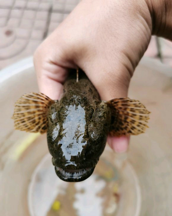 The rapidly rising bamboo shell fish will challenge the tilapia's ...