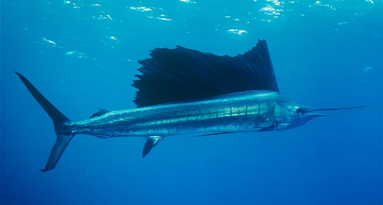 Pierce the submarine, dare to be tough with humans!How did the sailfish ...