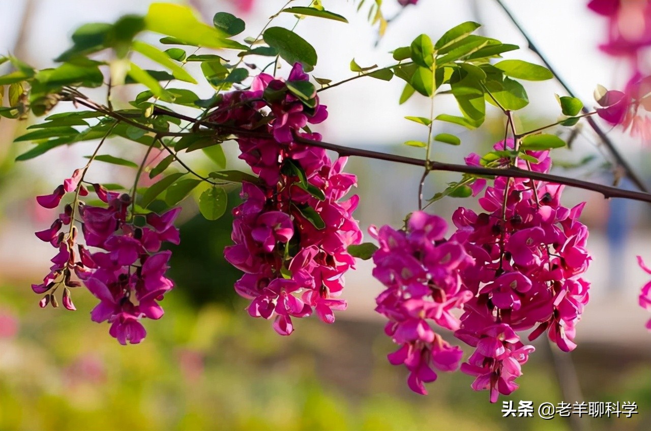 Crazy acacia: PK 3000-year-old Chinese acacia, can it come from behind ...