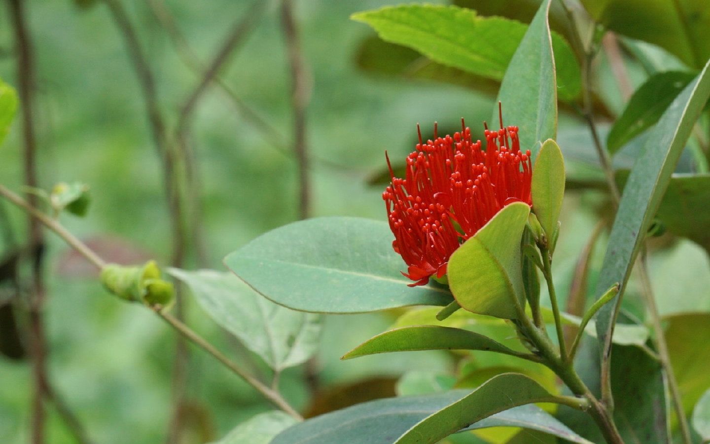 Young roseapple Xanthostemon youngii, Myrtle family Myrtle - iNEWS