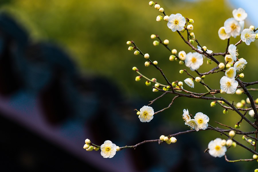 The 3 zodiac signs of the Peach Blossom Luck in 2022, the Red Luan star ...