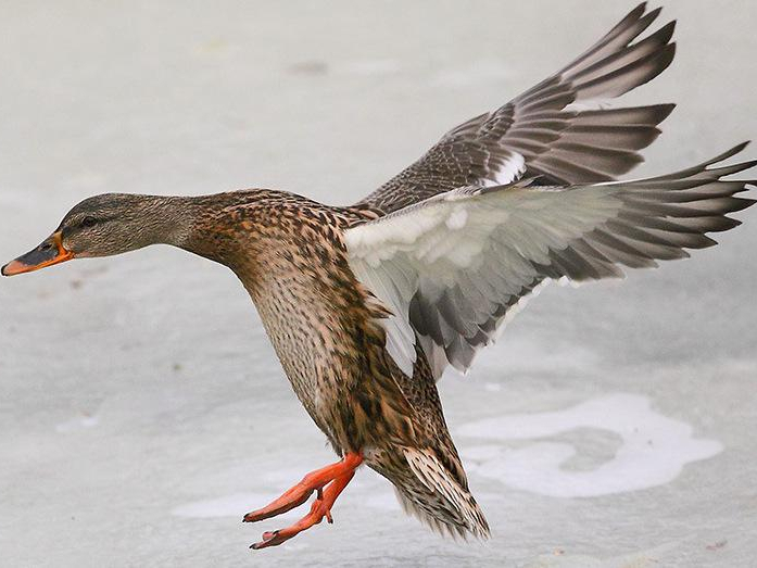 China's top ten famous ducks, after evaluation, these 10 places are ...