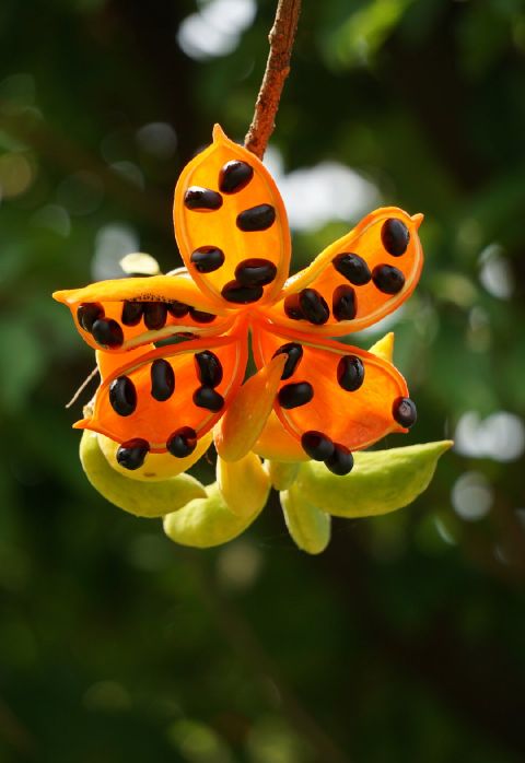 Fake Pingpo, Pingpa genus of Malvaceae, Fake Pingpo stage cornus has bright colors and looks ...