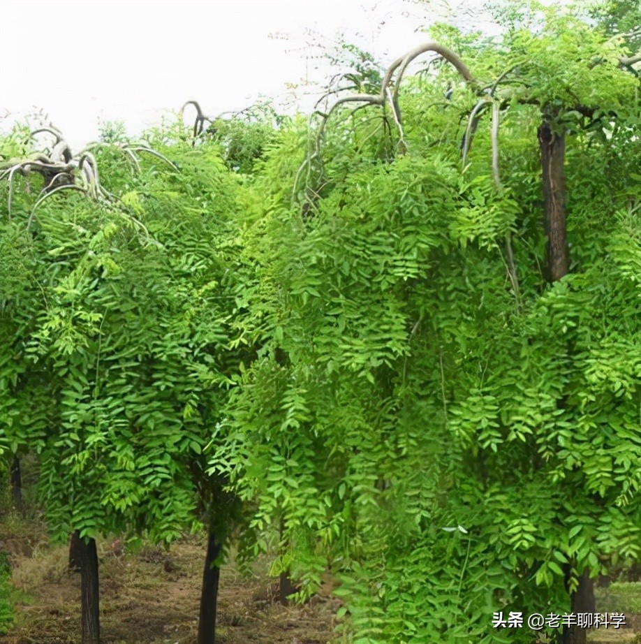 Crazy acacia: PK 3000-year-old Chinese acacia, can it come from behind ...