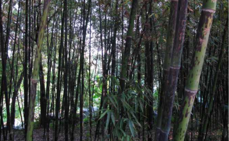 The emperor's daughter Ying Qianli seeks her husband to die for Emperor ...