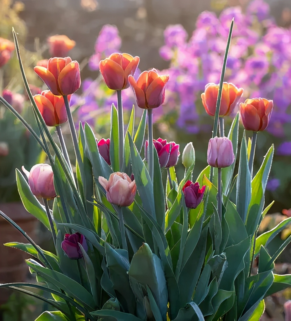 Tulip Garden Application - iNEWS
