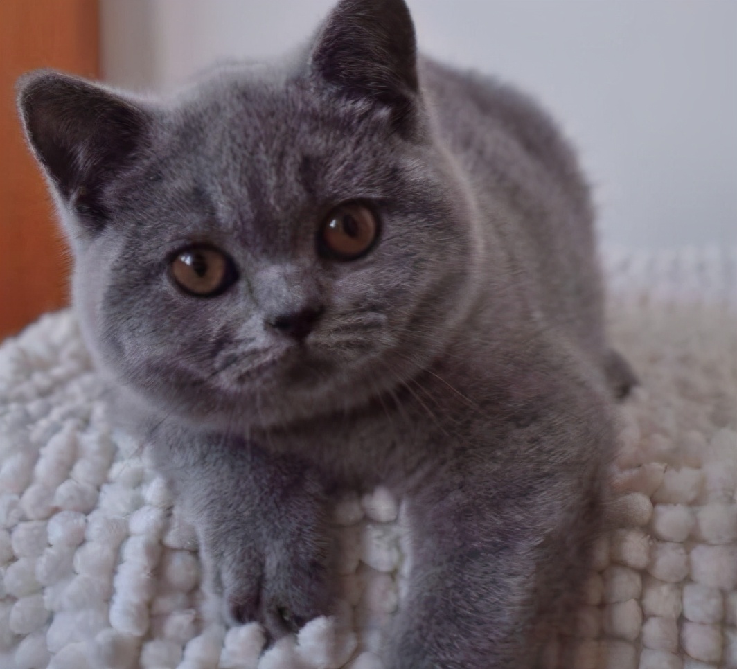 Secret: Are British short cats really afraid of cold in winter? - iNEWS