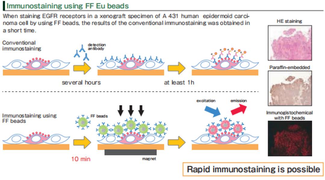 Brief introduction of in vitro application of biomagnetic beads - iNEWS