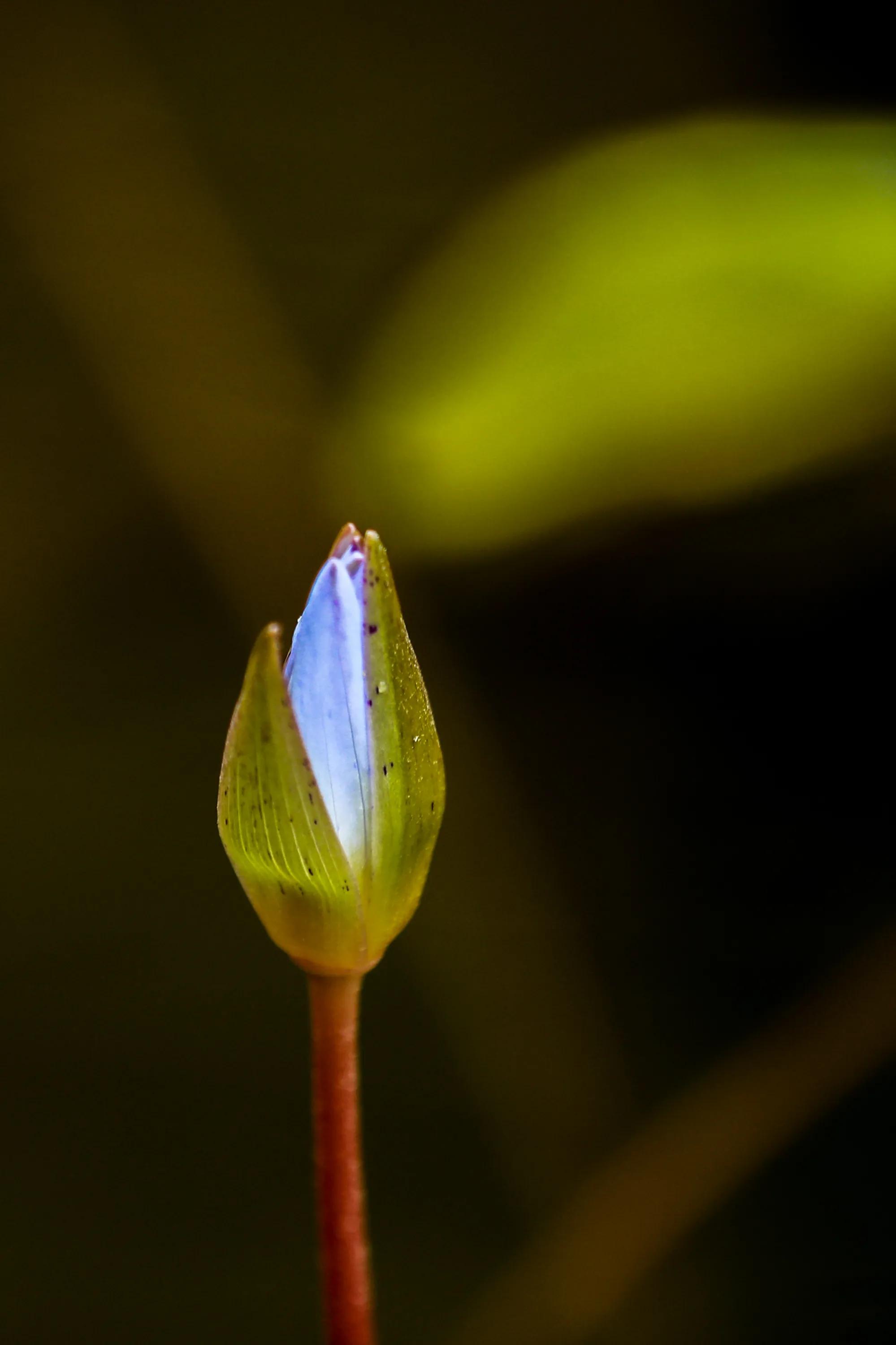 Water Lily Budding Zhilan Valley - iNEWS