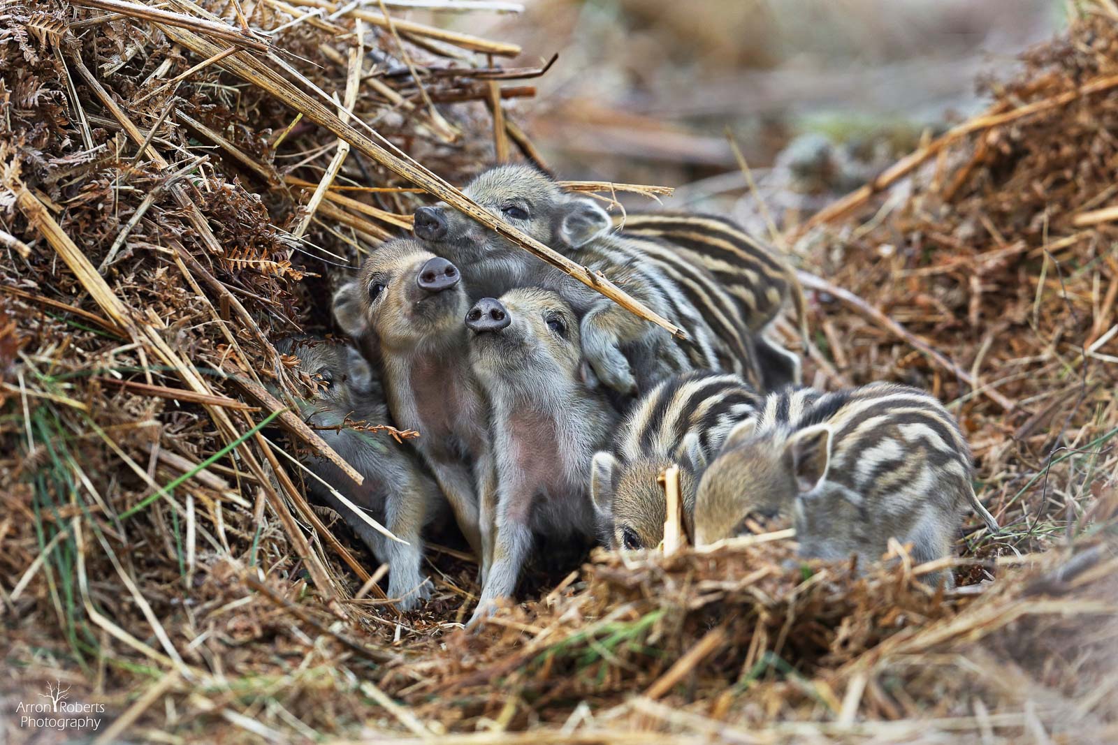 To say that the "pig nest" is dirty, messy, and poor is that people ...
