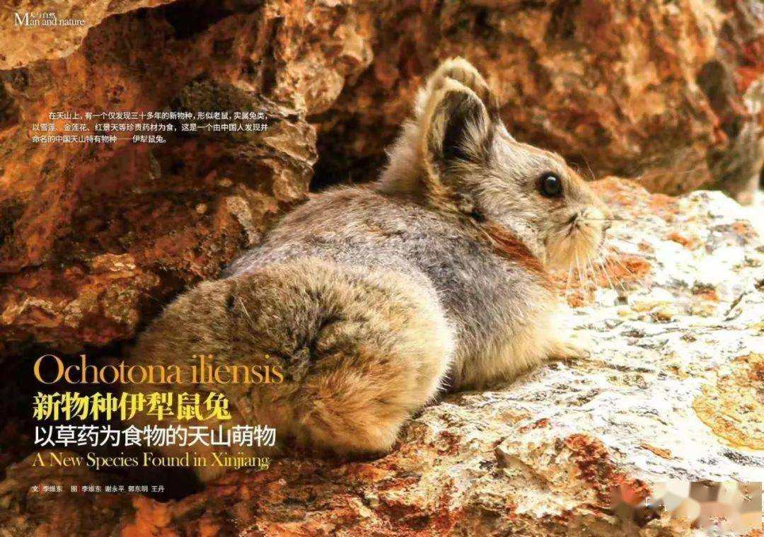 Ili pika, a rare animal in Xinjiang, reappeared after 20 years of ...