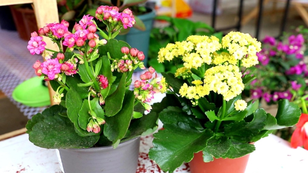 The longevity flower has been dormant, do 4 "don'ts", spend the summer ...