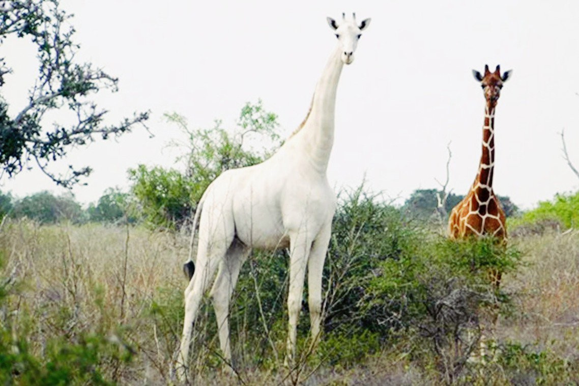 How peculiar is the reproduction process of giraffes?How ferocious is a ...