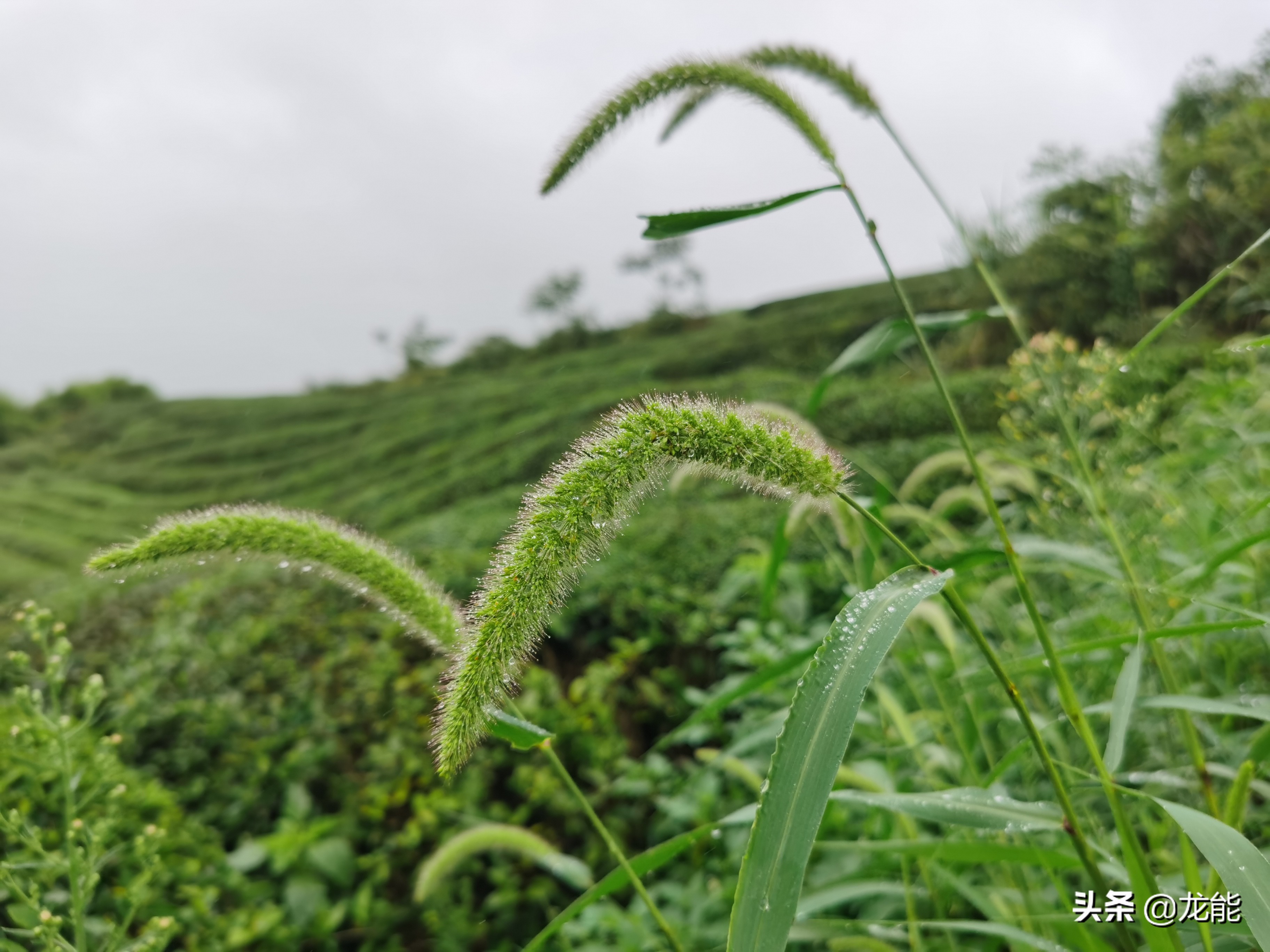 The use of Setaria is a treasure. Learning these magical uses can save ...