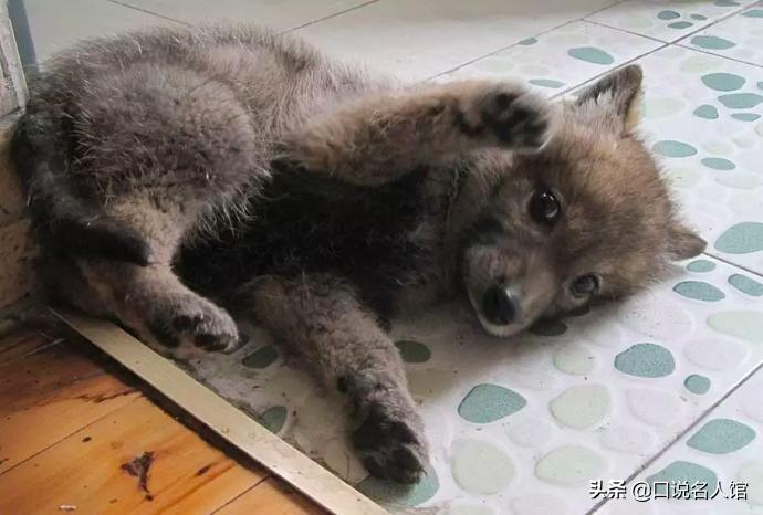 "China's first wolf girl" Li Weiyi: Selling a house ten years ago to ...