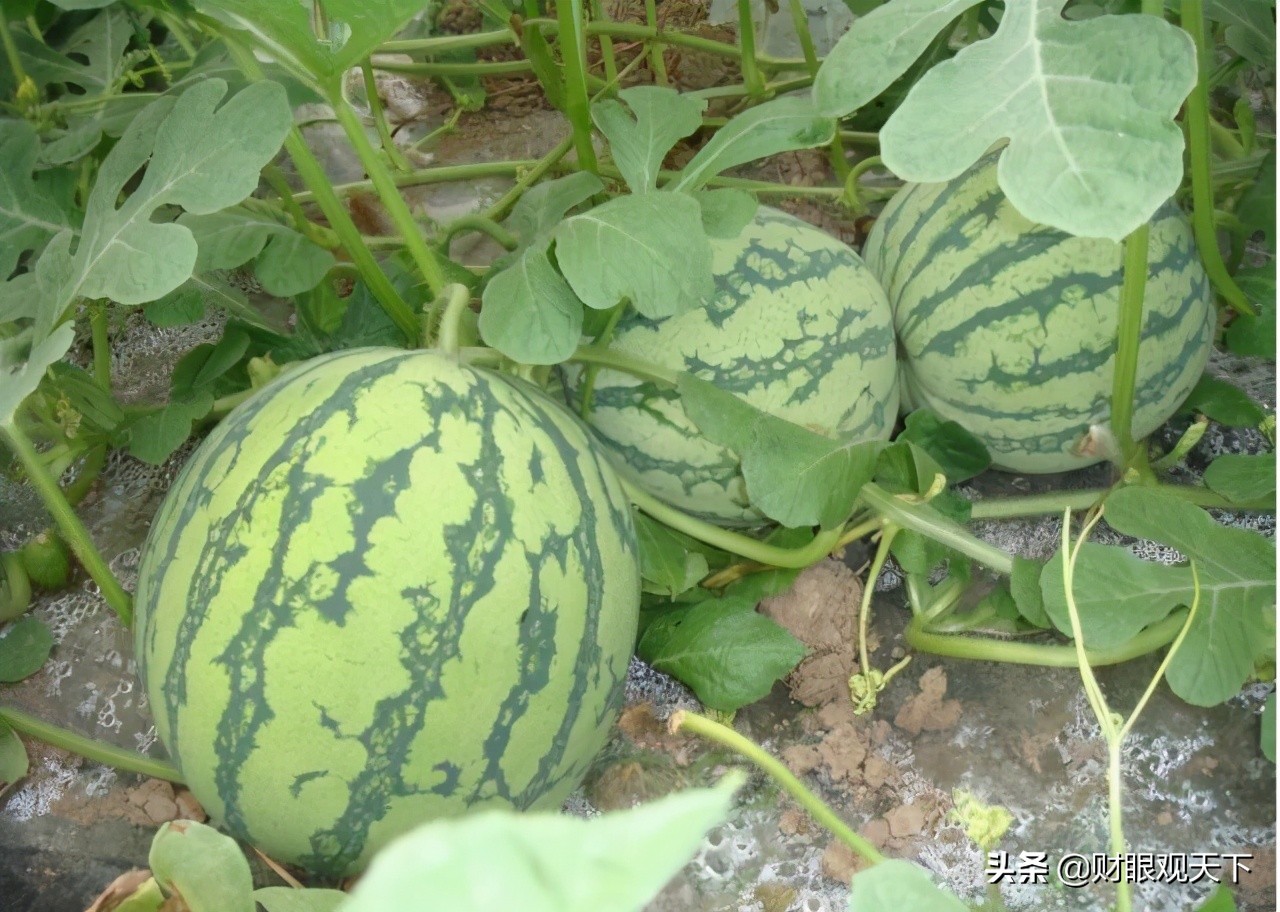 Subvert your perception of Xinjiang fruits () - iNEWS