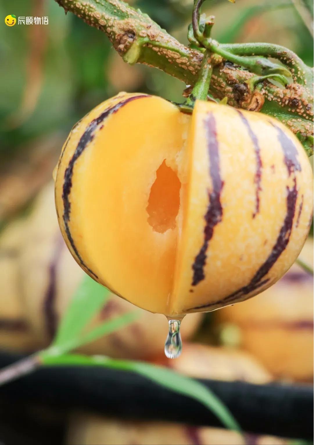 The Story of Chenyi: Ginseng fruit from Shilin——holding ginseng fruit ...