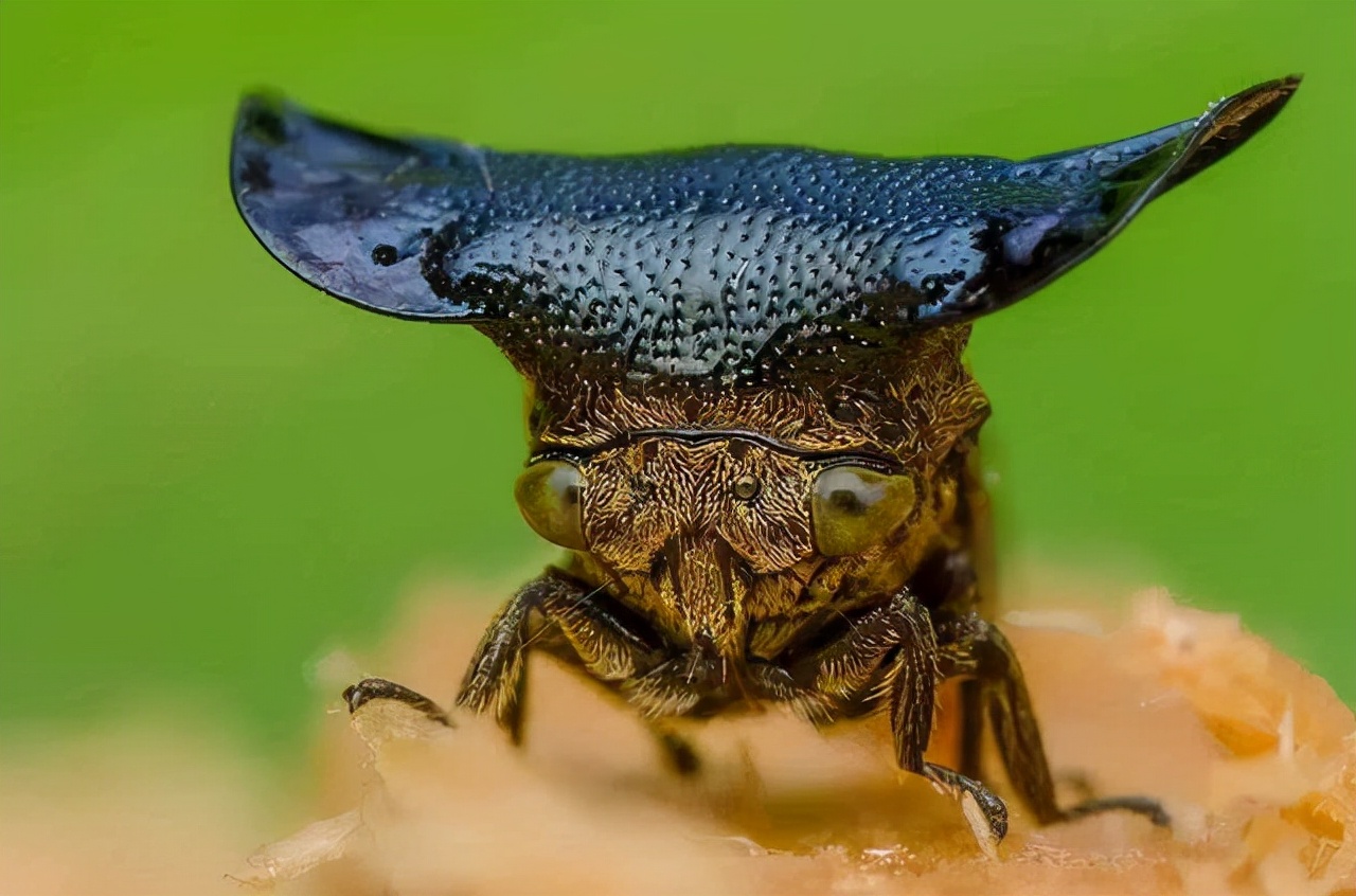 Insects resembling alien creatures: horned cicadas - iNEWS