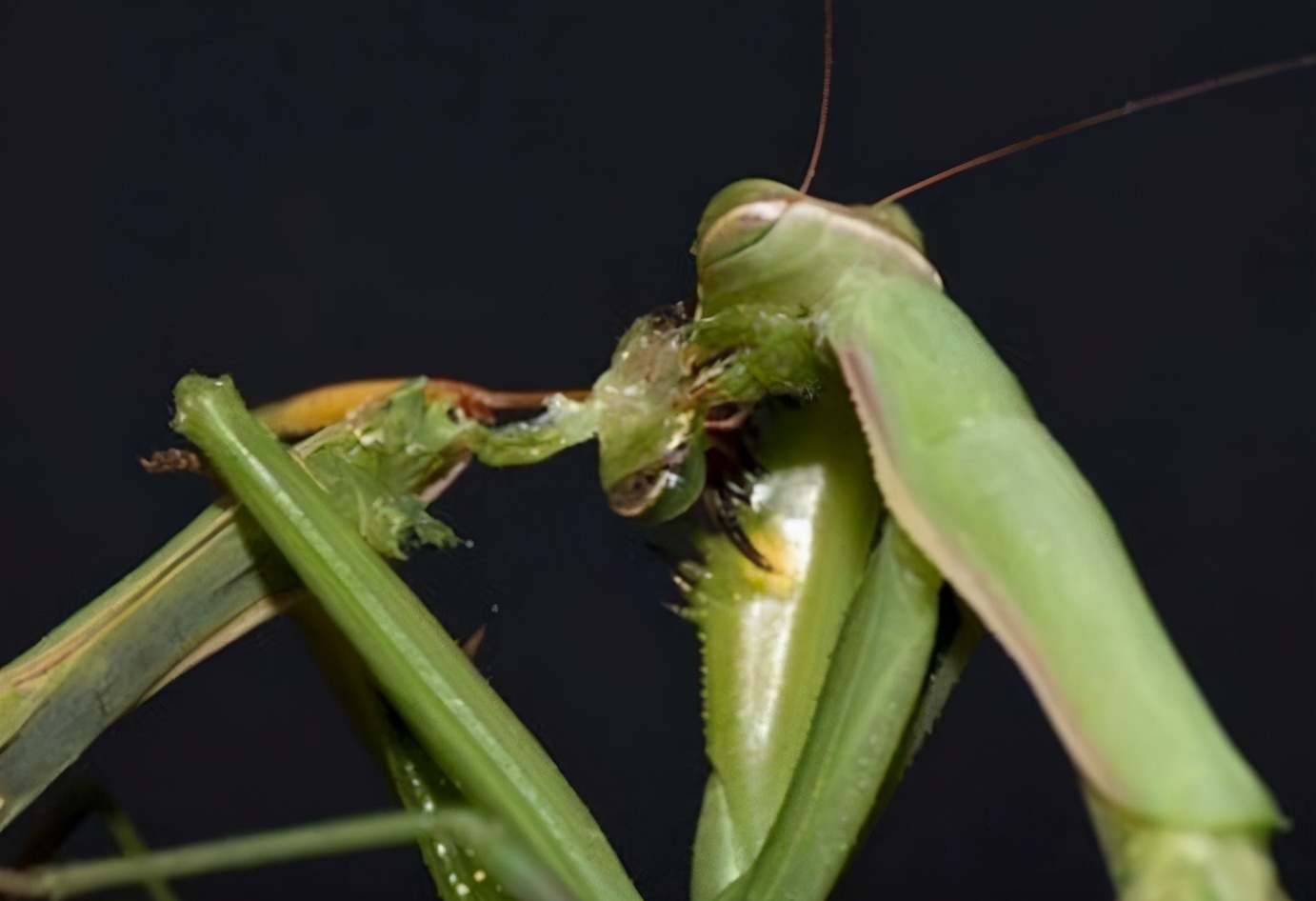 In order to avoid being eaten after mating, the male praying mantis ...